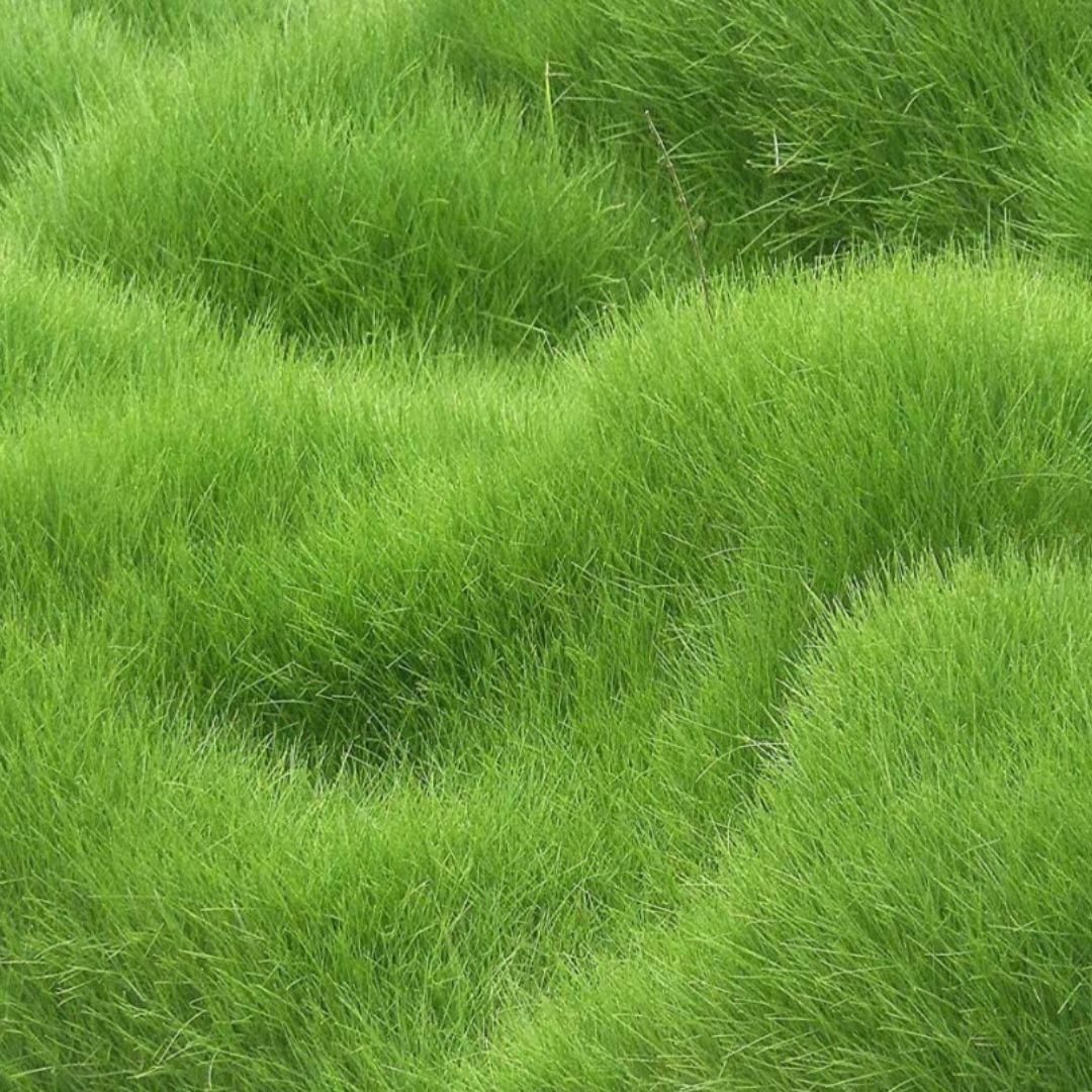 🌱 Four Seasons Evergreen Dwarf Grass Seed🍀 – NoveKart
